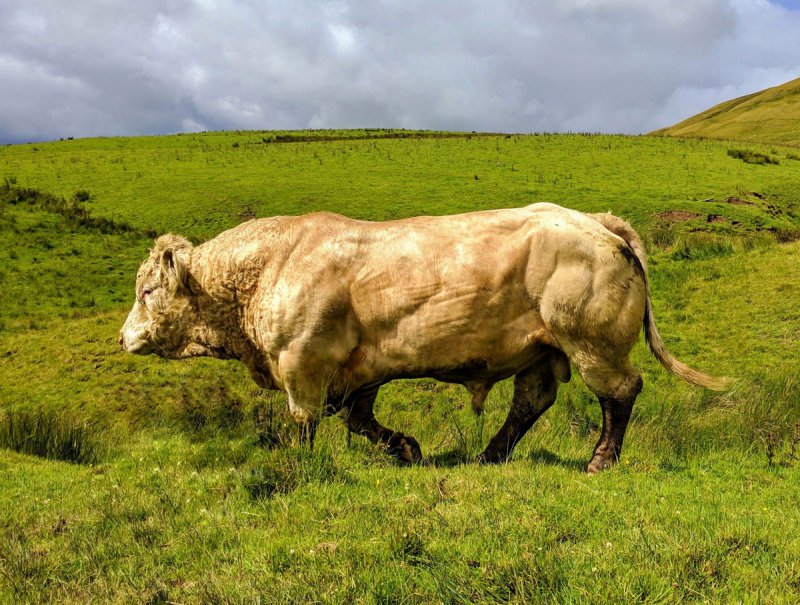 SugarPlus IT - Bovini da carne